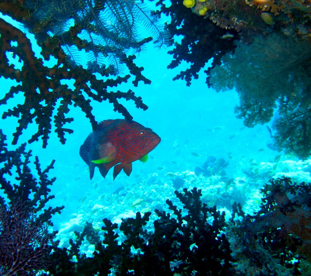 Coral Reef Preservation - marine ecology consulting