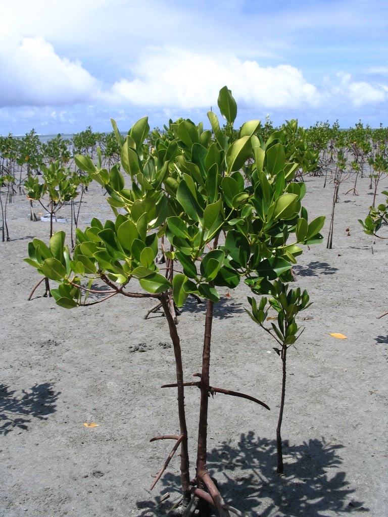 Mangrove management – marine ecology consulting