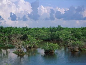 Mangrove management – marine ecology consulting