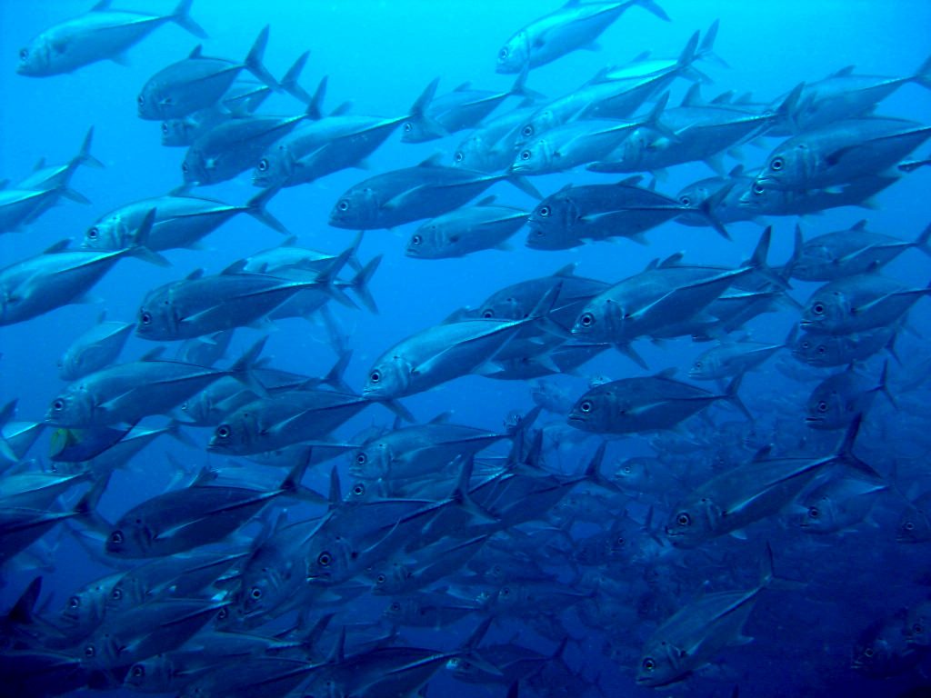 Guide to Marine Biology in Fiji – marine ecology consulting