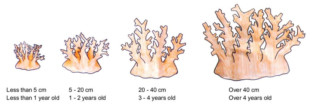 Coral Regrowth in Fiji – marine ecology consulting