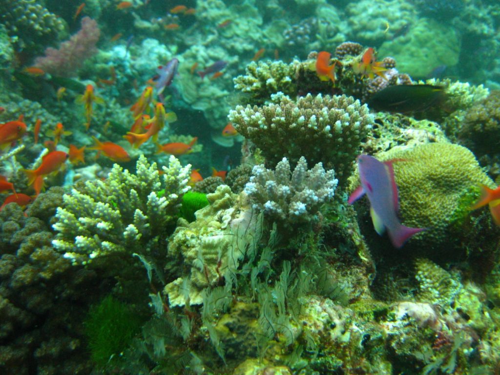 Baby Corals Everywhere! – marine ecology consulting