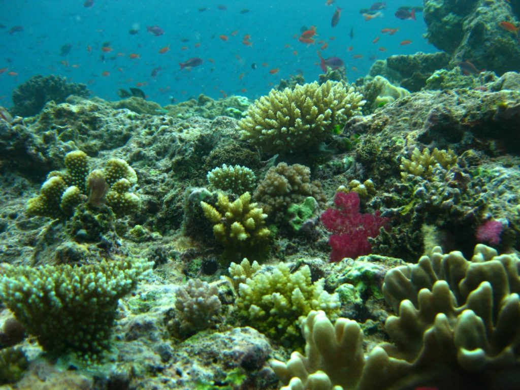 Baby Corals Everywhere! – marine ecology consulting