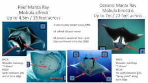 Mantas in Fiji – Mobula alfredi & Mobula birostris – marine ecology ...