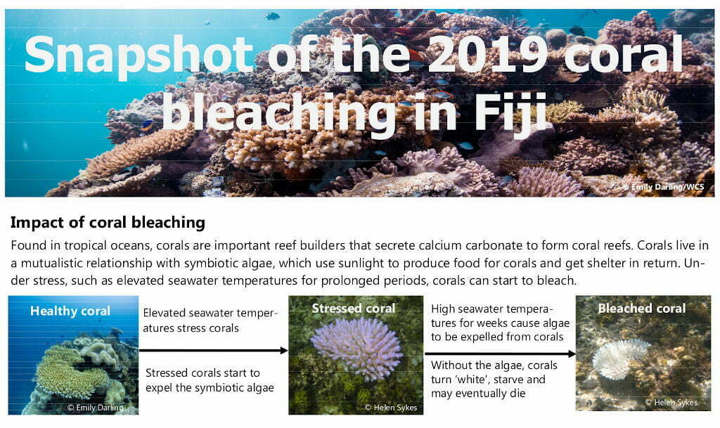 Snapshot of the 2019 coral bleaching in Fiji - marine ecology consulting