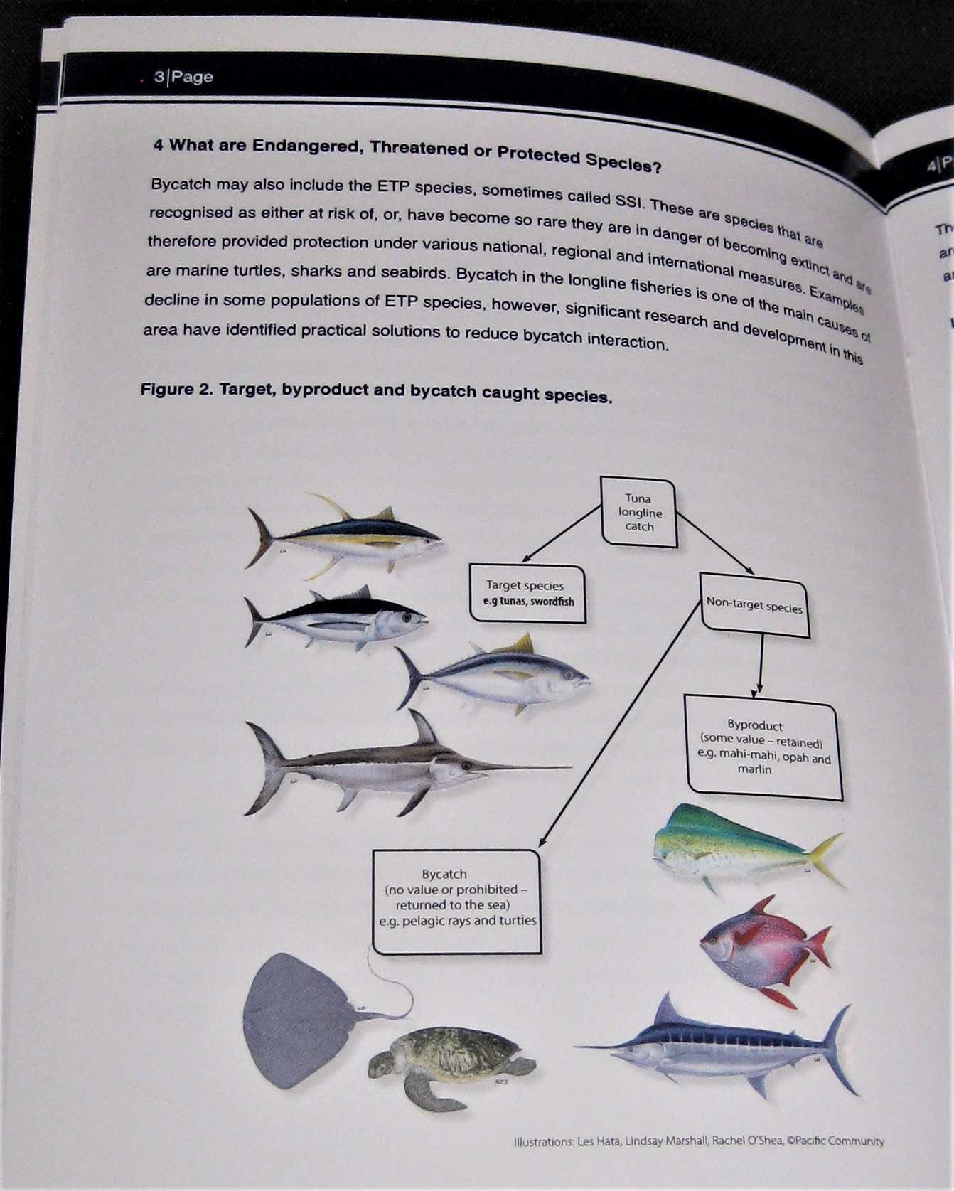 A good start to the New Year – Fiji’s Bycatch Guidelines & Bycatch ...