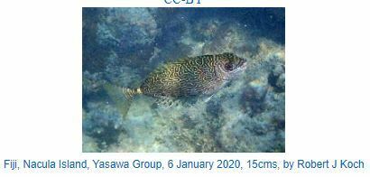 Traditional Nuqa harvest at Waitabu signifies a peaceful and harmonised ...