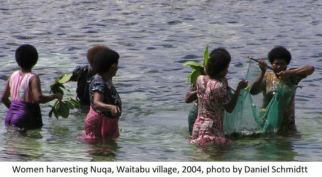 Traditional Nuqa harvest at Waitabu signifies a peaceful and harmonised ...