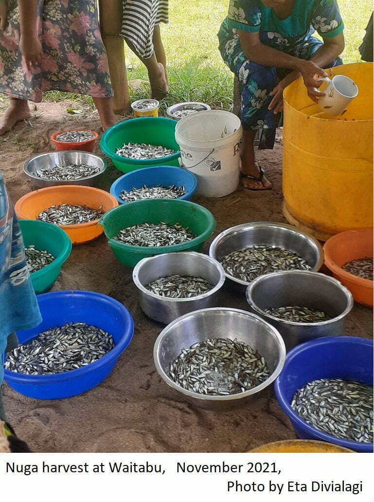 Traditional Nuqa harvest at Waitabu signifies a peaceful and harmonised ...
